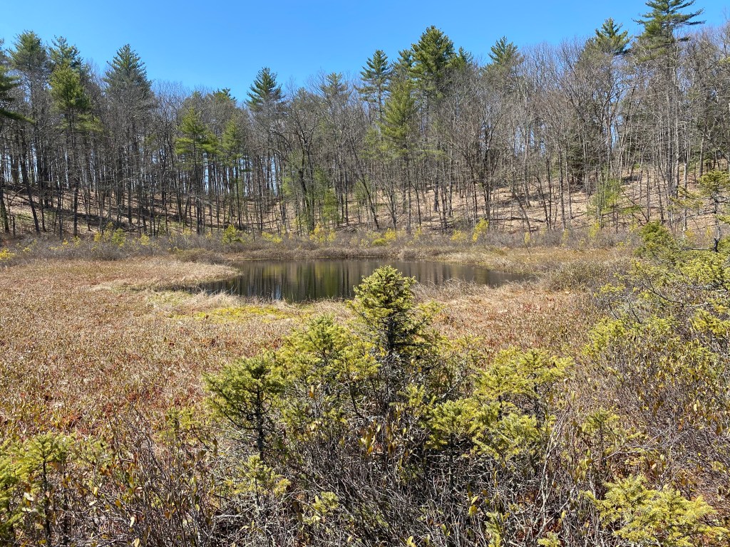 What is a bog? – The Bog Blogger