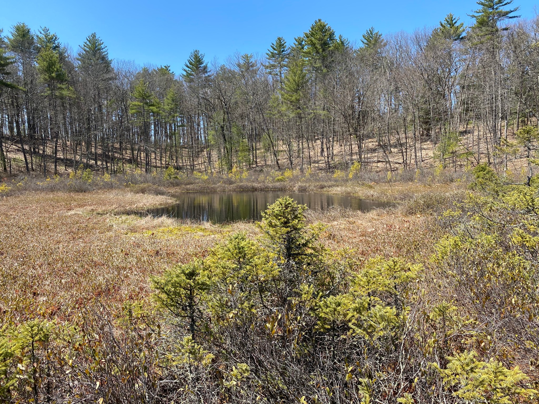 What is a Bog? – The Bog Blogger