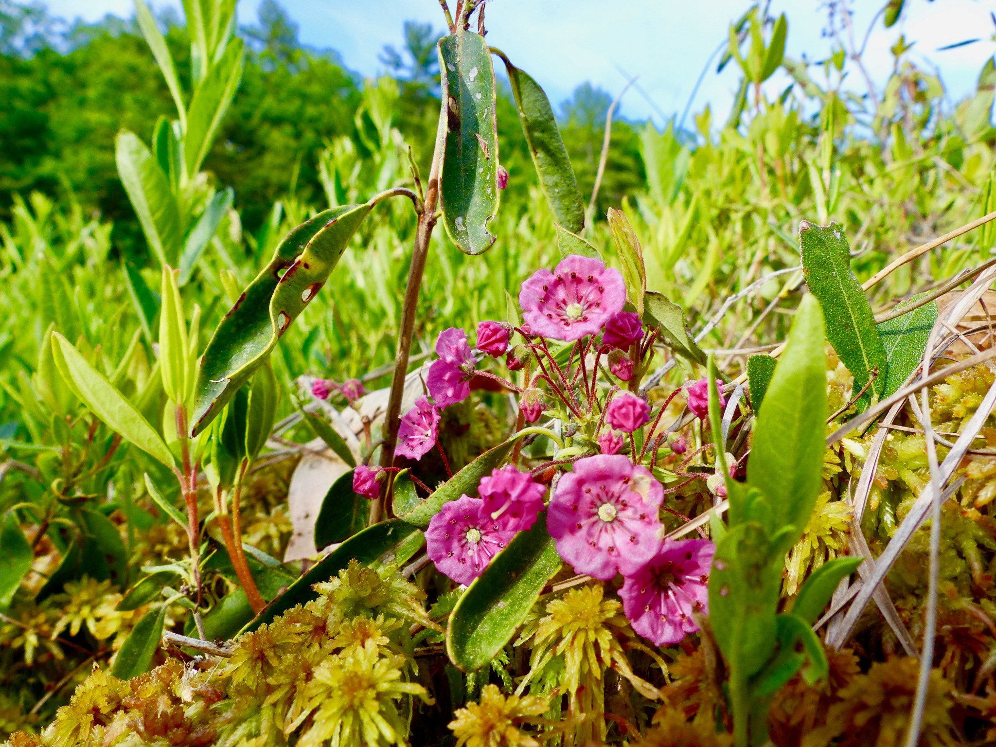 What is a Bog? – The Bog Blogger
