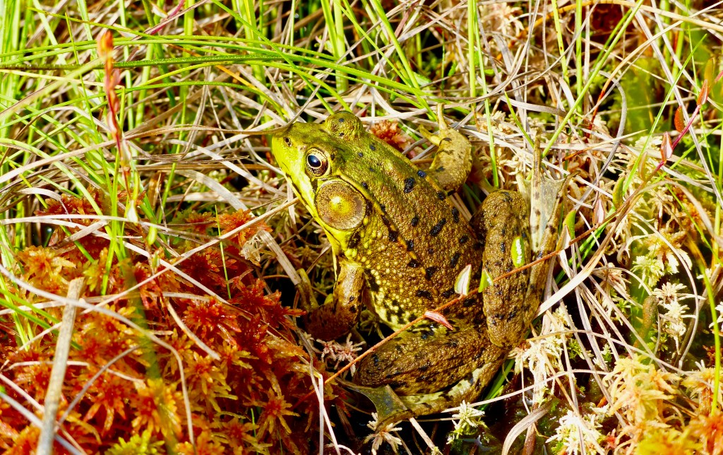 What is a bog? – The Bog Blogger