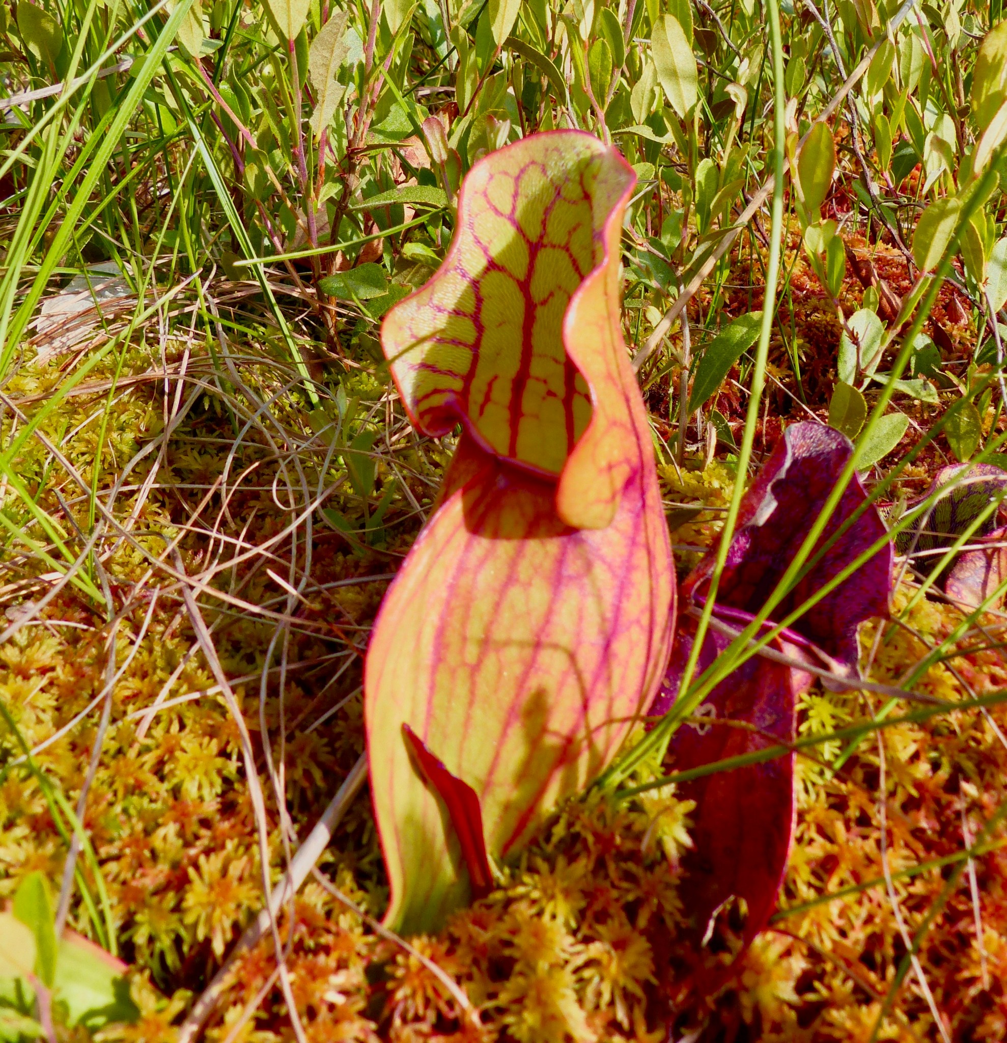 What is a Bog? – The Bog Blogger