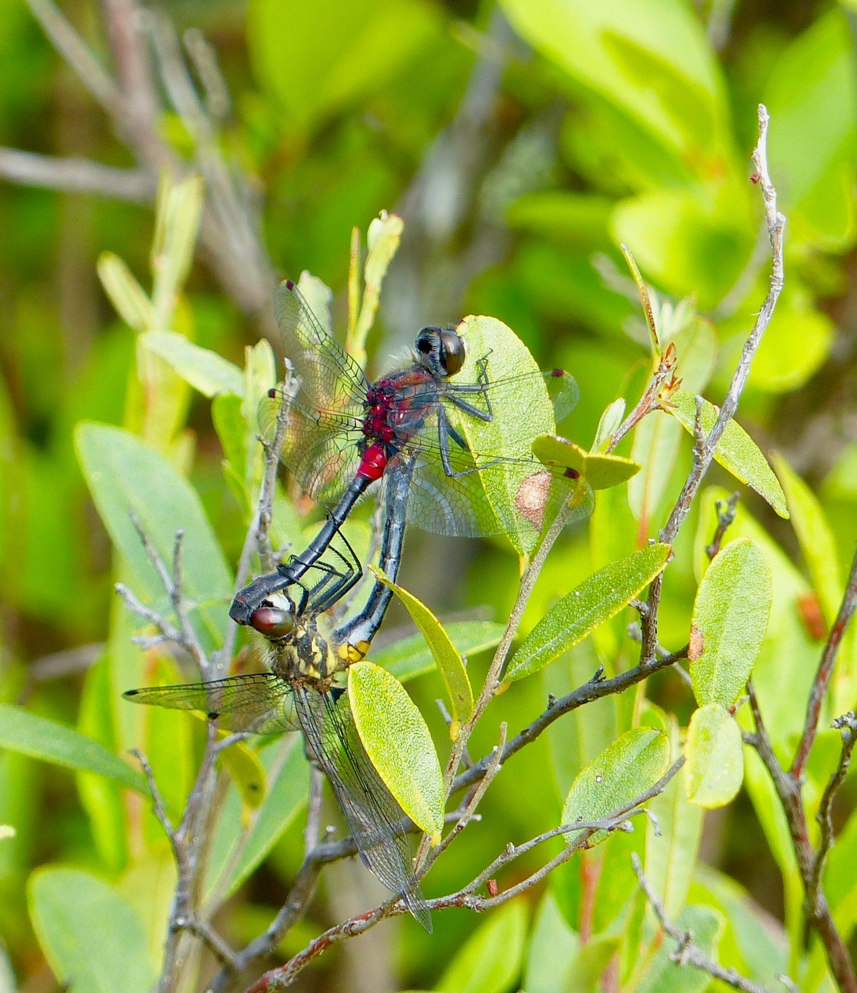 What is a Bog? – The Bog Blogger